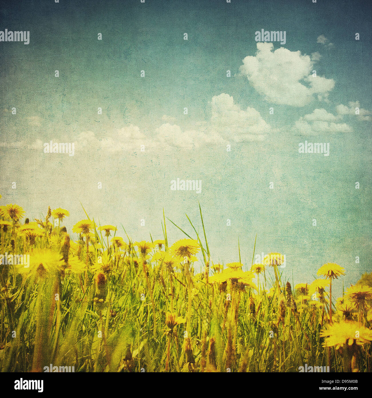 vintage image of dandelion field Stock Photo - Alamy