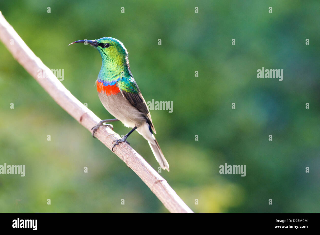 A Southern Double-Collared Sunbird Stock Photo - Alamy