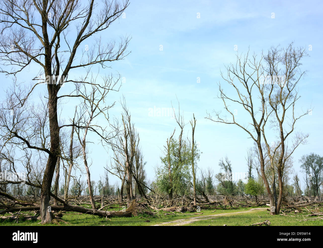 forest with dead and fallen trees after a storm Stock Photo - Alamy