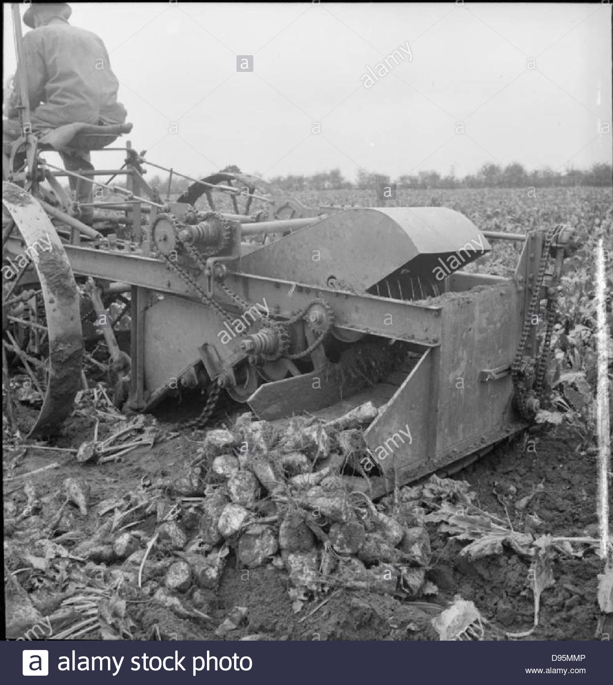 Sugar Beet Black and White Stock Photos & Images - Alamy