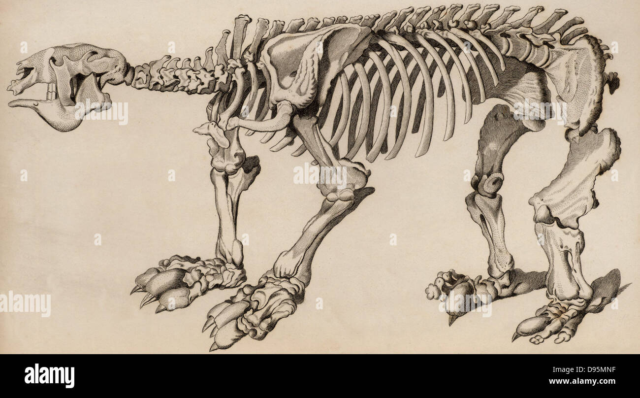 Megatherium hi-res stock photography and images - Alamy