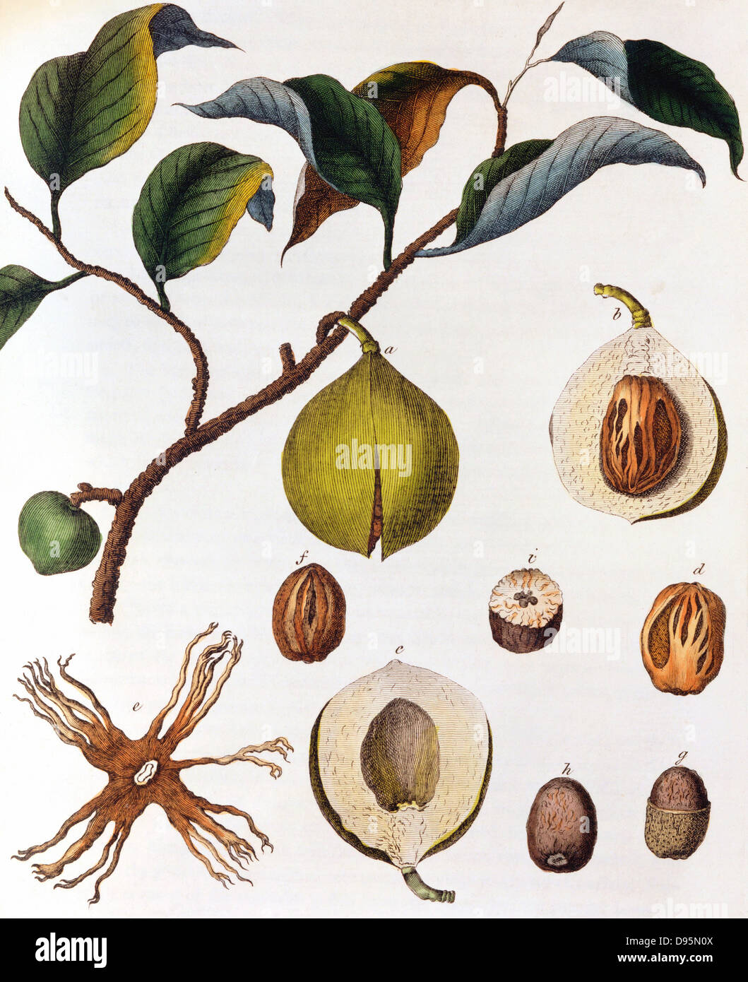 Nutmeg: Myrsitica fragrans, showing fruit containing nut surrounded by ...