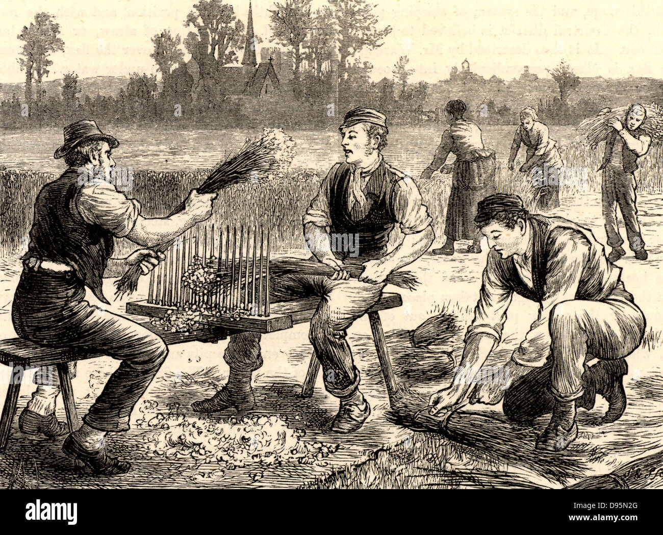 Rippling flax to remove the seeds and remains of flower heads. In the ...