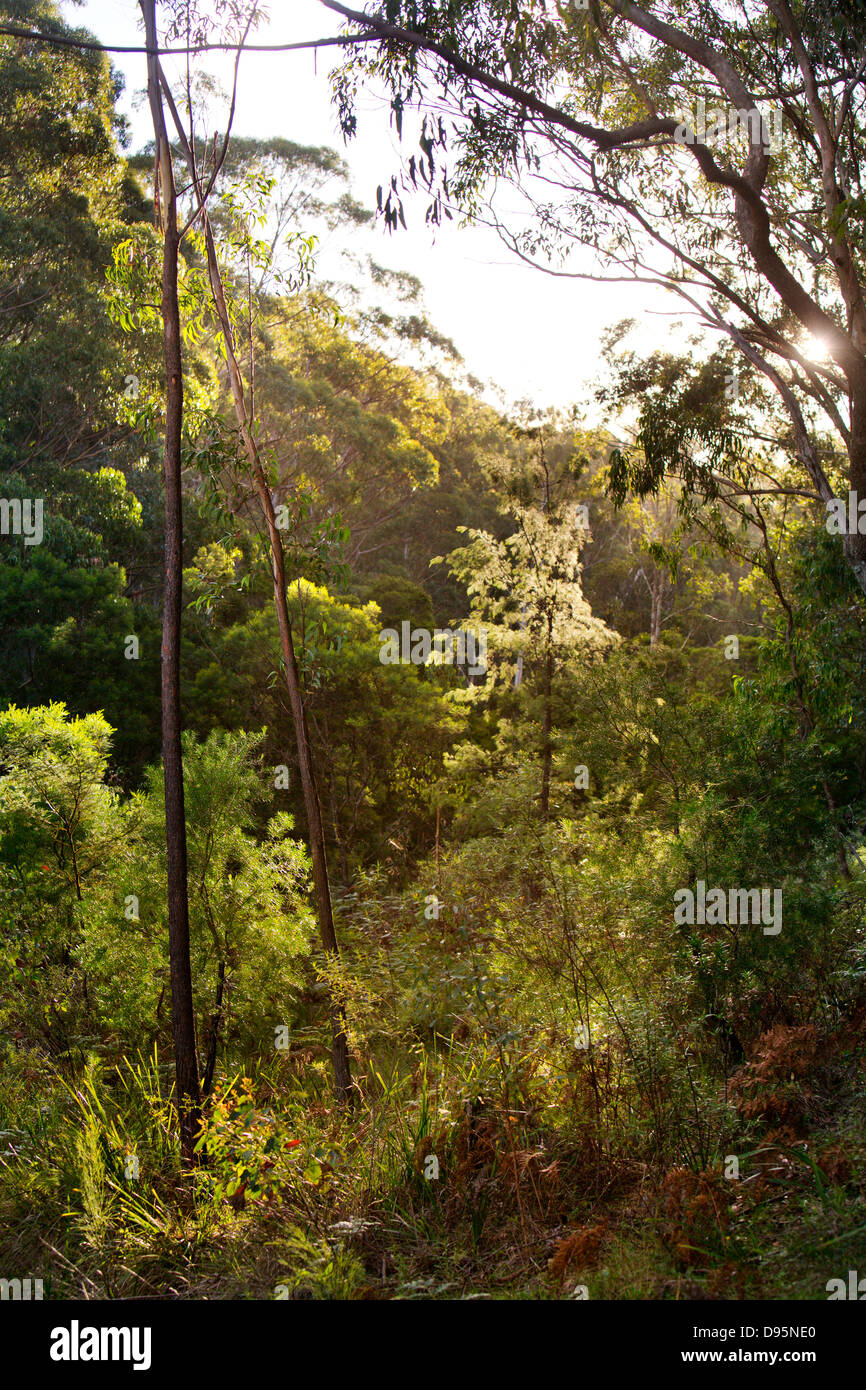Australian forest in highlands hi-res stock photography and images - Alamy
