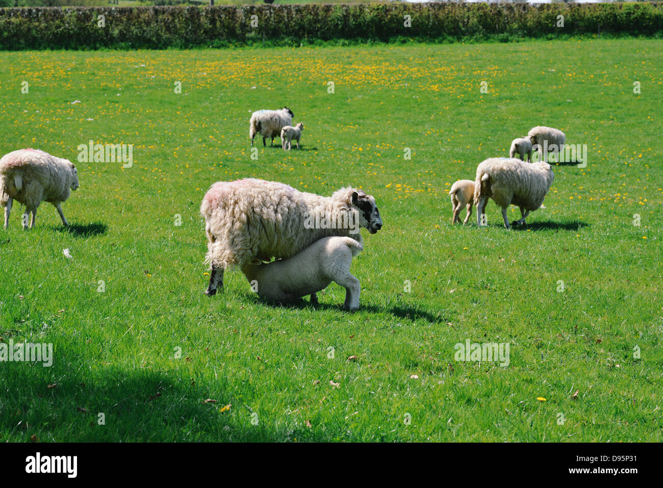 ORGANIC SHEEP ON FARM IN WILTSHIRE ENGLAND Stock Photo - Alamy