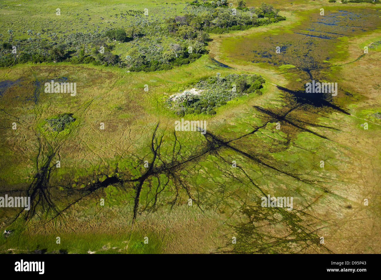 Animal tracks through the swamp, Okavango Delta, Botswana, Africa ...