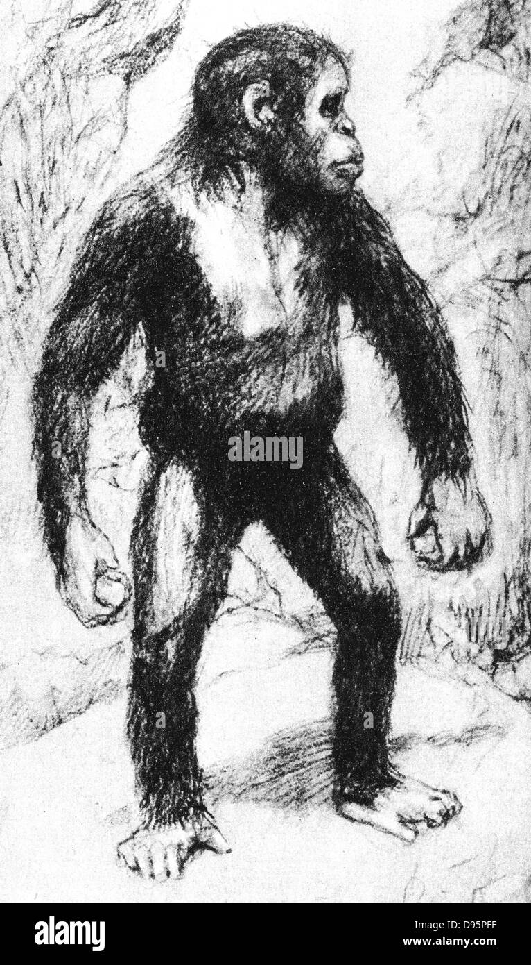 Ape drawing hi-res stock photography and images - Alamy
