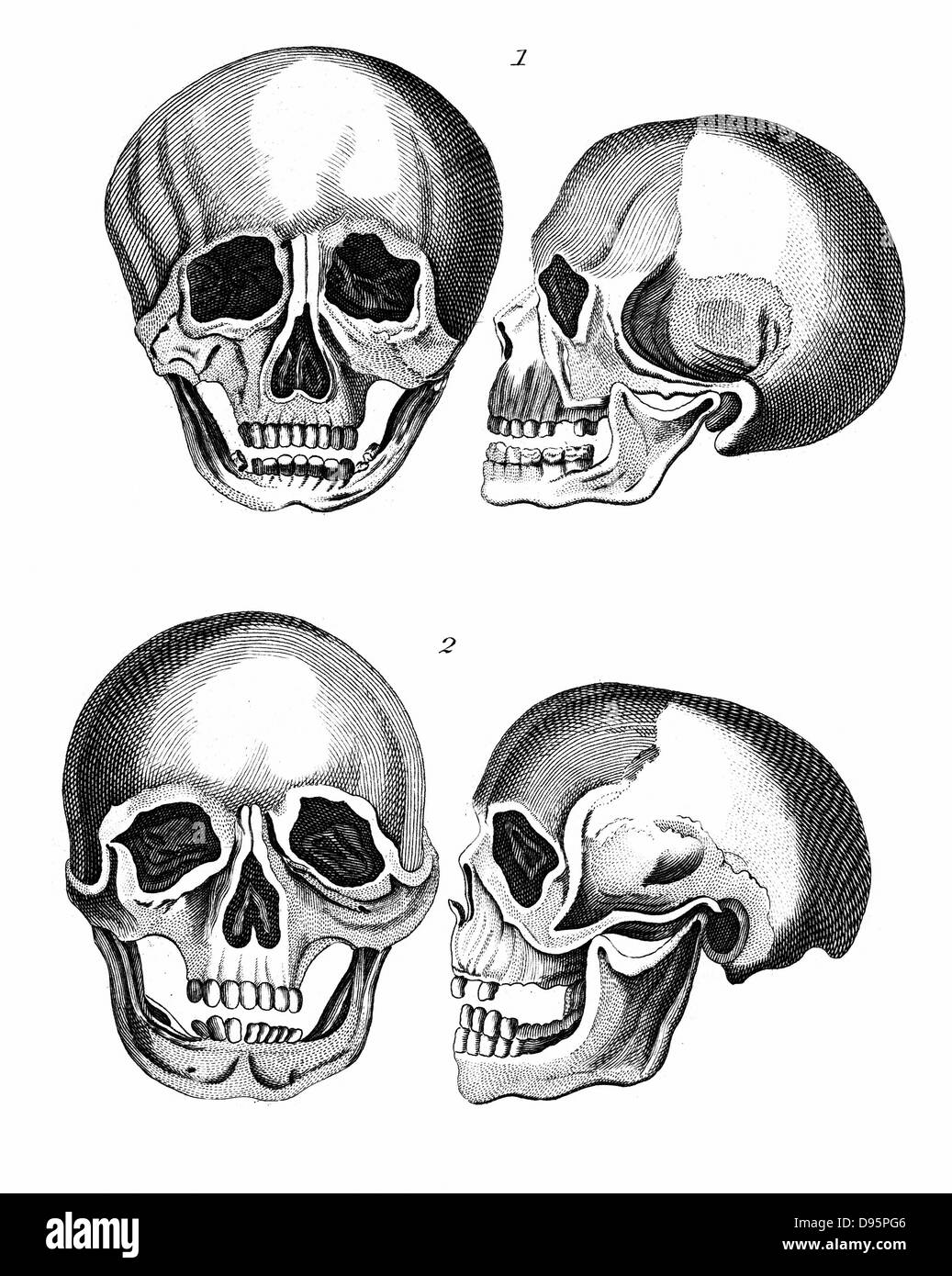 1: Germanic skull 'with all the marks of a European head'. 2: African ...