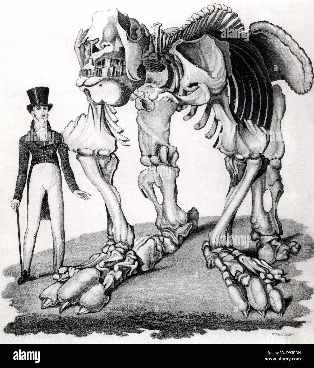 Giant sloth hi-res stock photography and images - Alamy