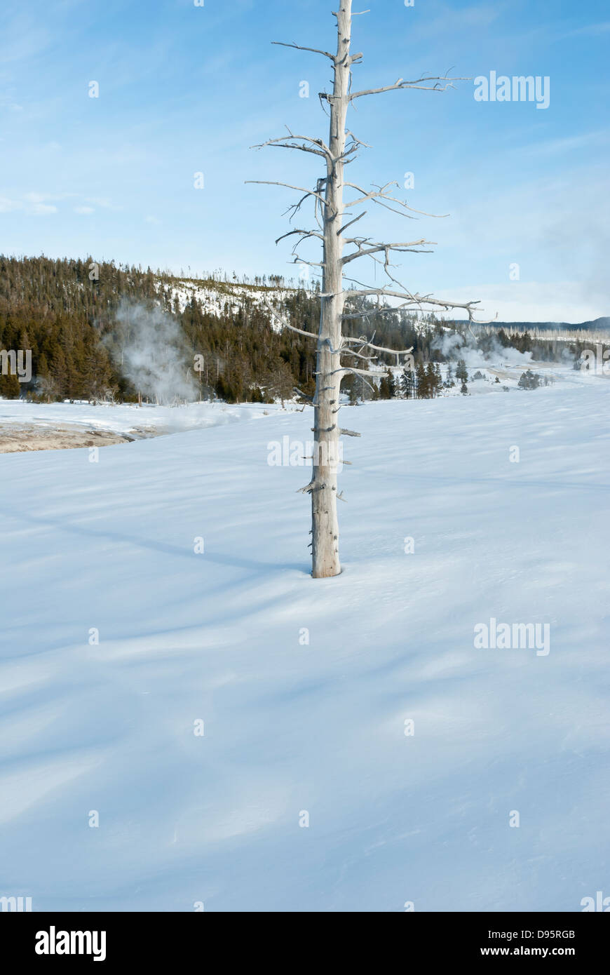 Dead Tree in the Winter Snow at Upper Geyser Basin, Yellowstone NP, WY ...