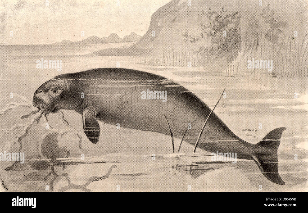 Steller's Sea-Cow (Hydrodamalis gigas/Rhytina gigas), extinct aquatic ...