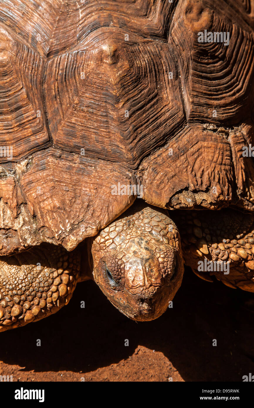 close shot for Golden shell turtle or tortoises in kenya Stock Photo ...