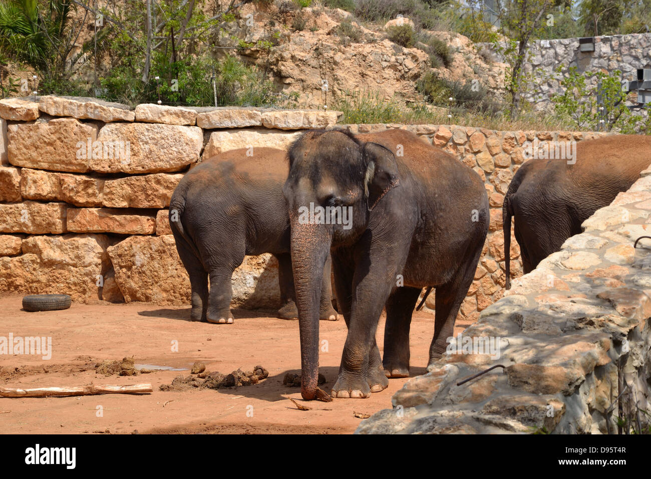 Asian Elephants, The Biblical Zoo in Jerusalem, Israel Stock Photo - Alamy