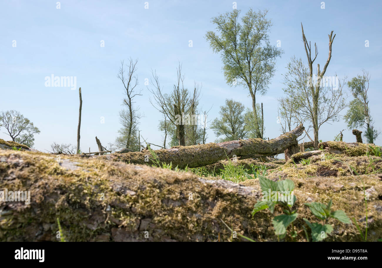 forest with dead and fallen trees after a storm Stock Photo - Alamy