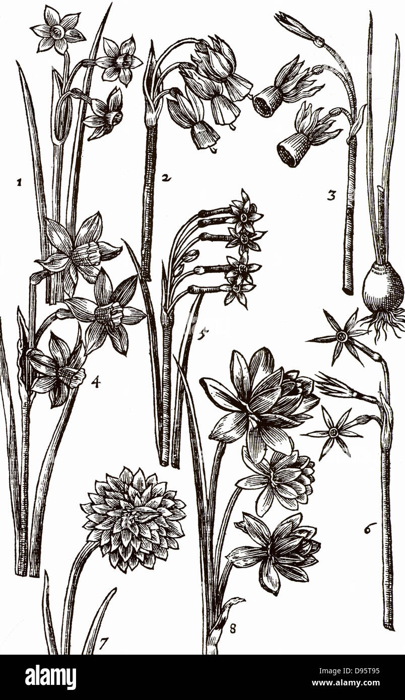 Varieties of Jonquils, multiflowered members of the Narcissus family ...