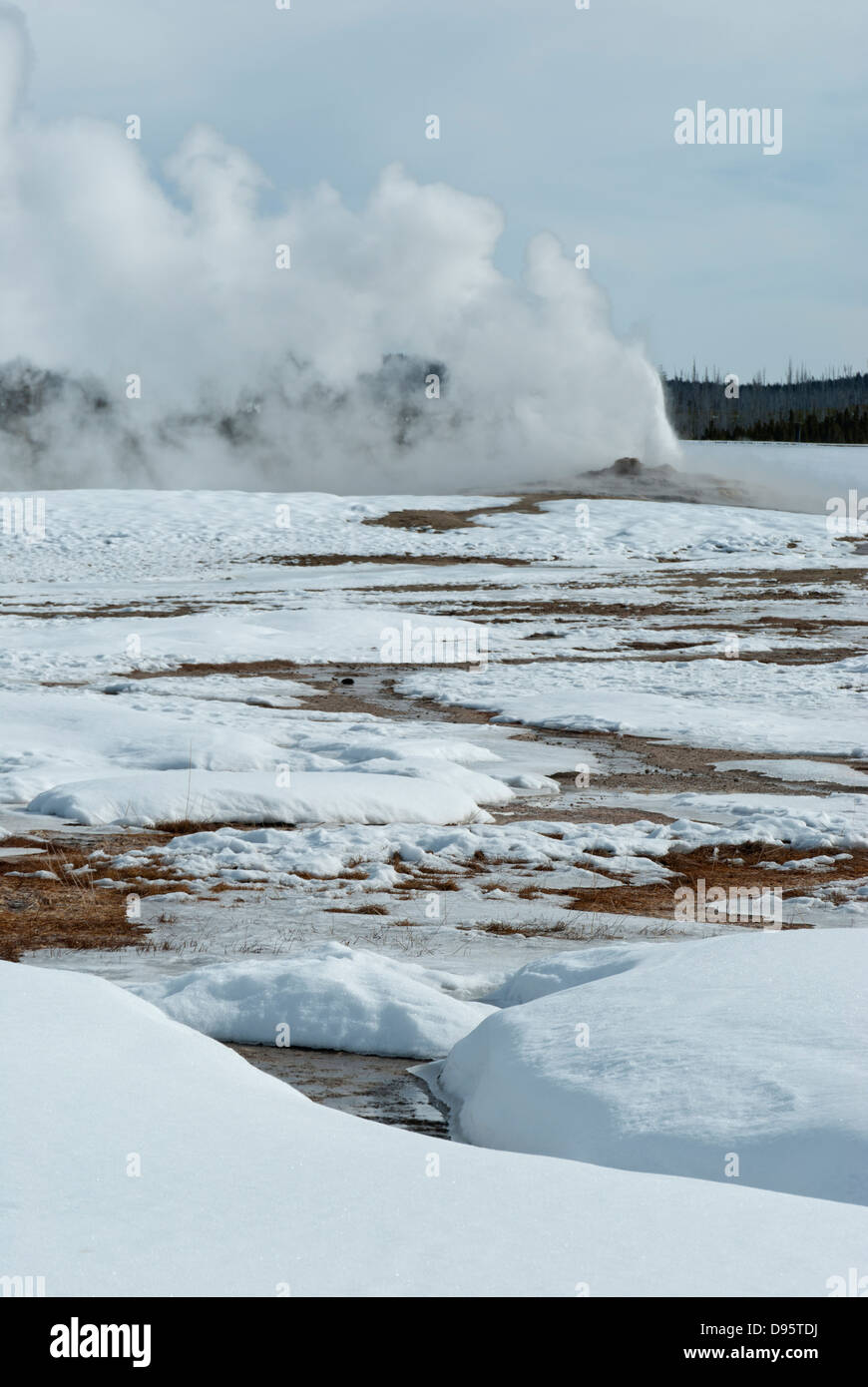 Old Faithful Geyser Erupting, Yellowstone NP, WY Stock Photo - Alamy