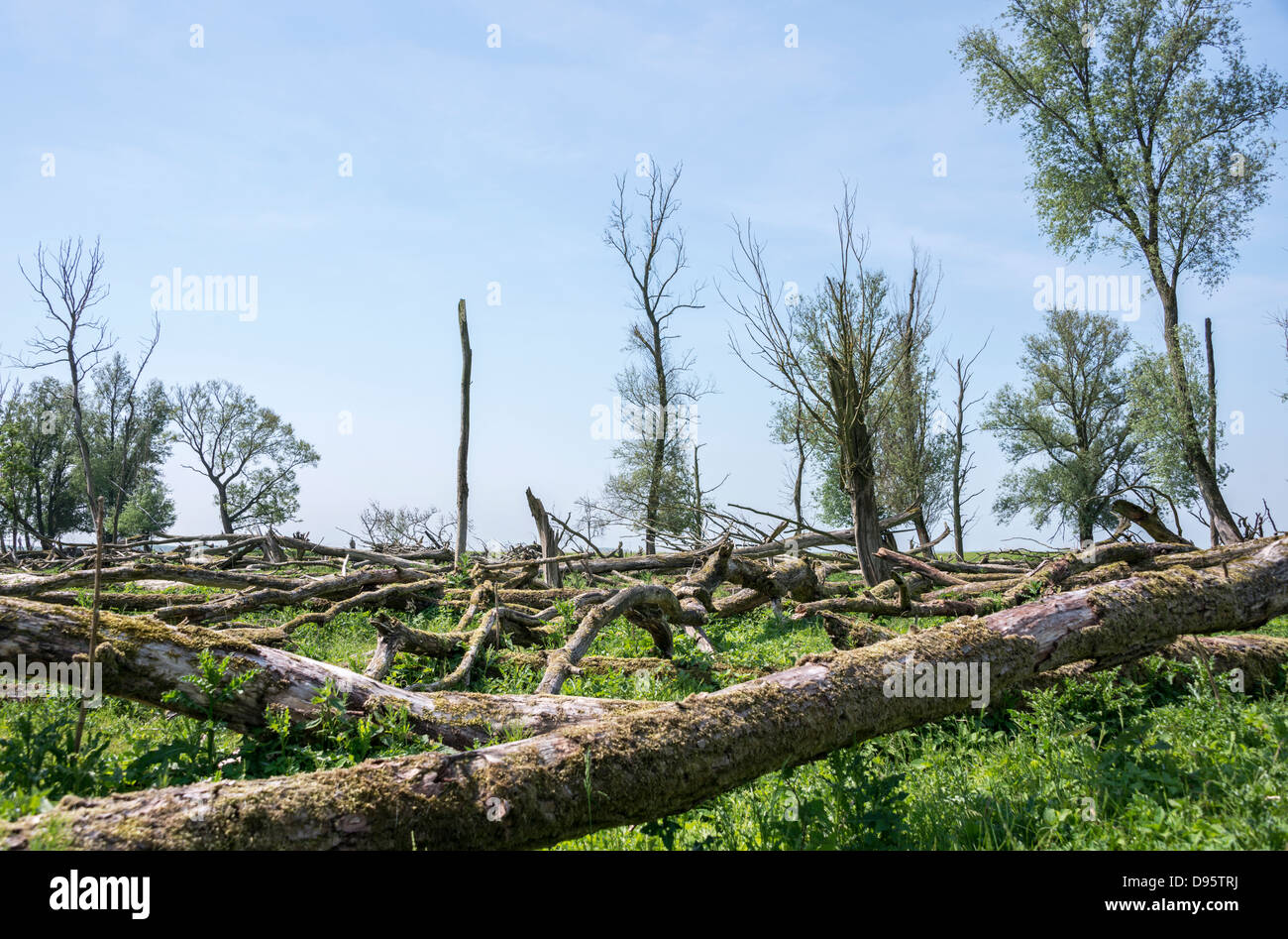 forest with dead and fallen trees after a storm Stock Photo - Alamy