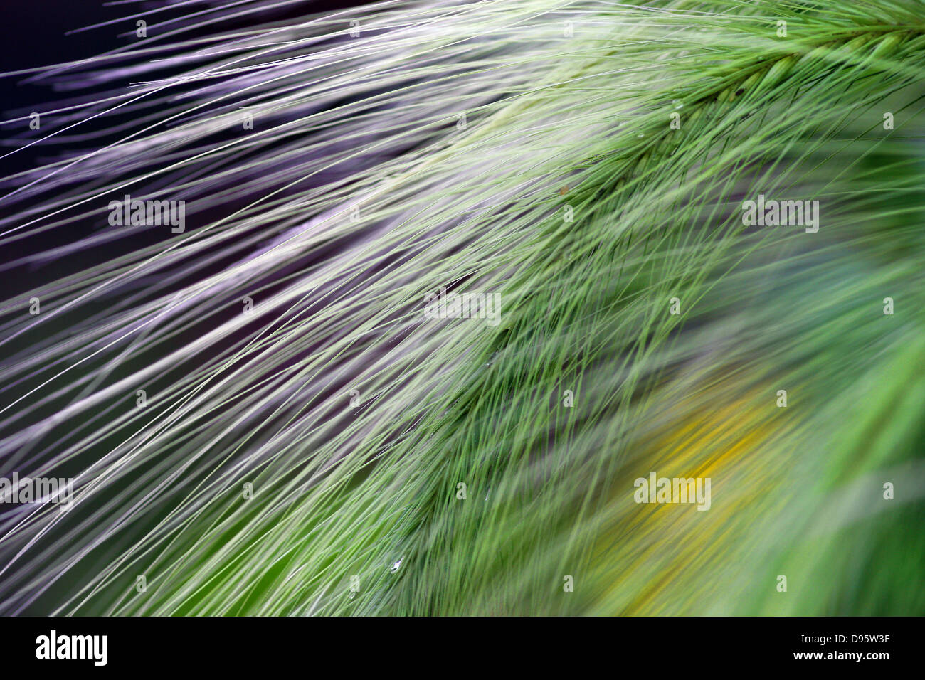 abstract background from green plants Stock Photo - Alamy