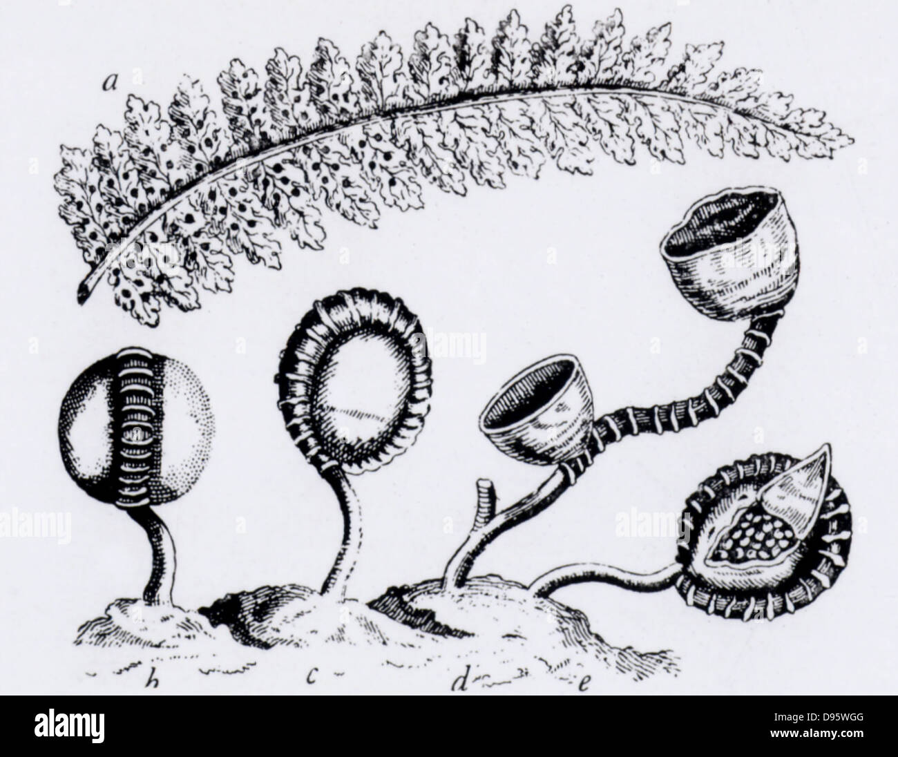 Observation by Jan Swammerdam (1637-1680), Dutch naturalist, of ...