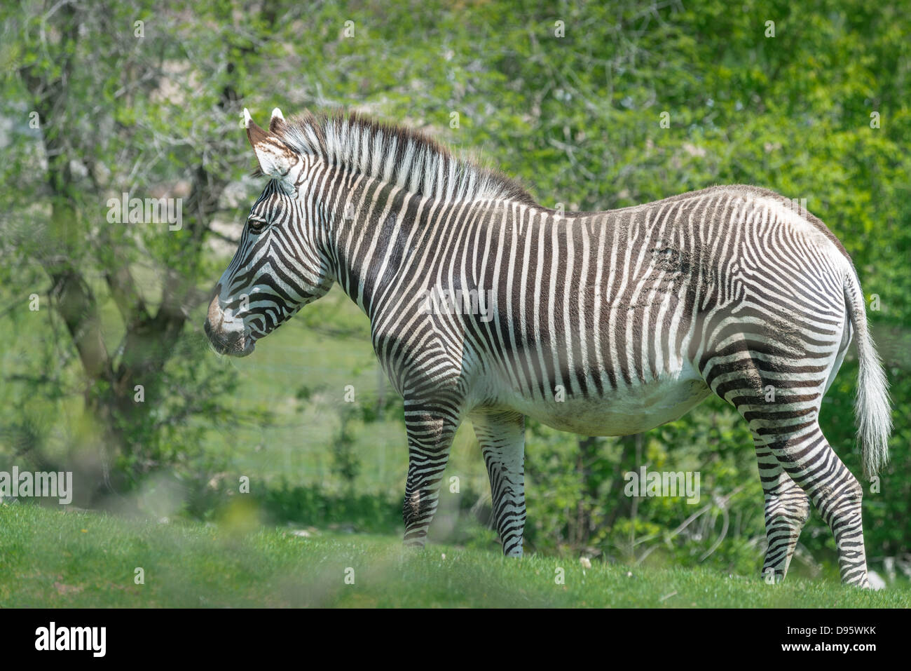 Grevy zebra hi-res stock photography and images - Alamy