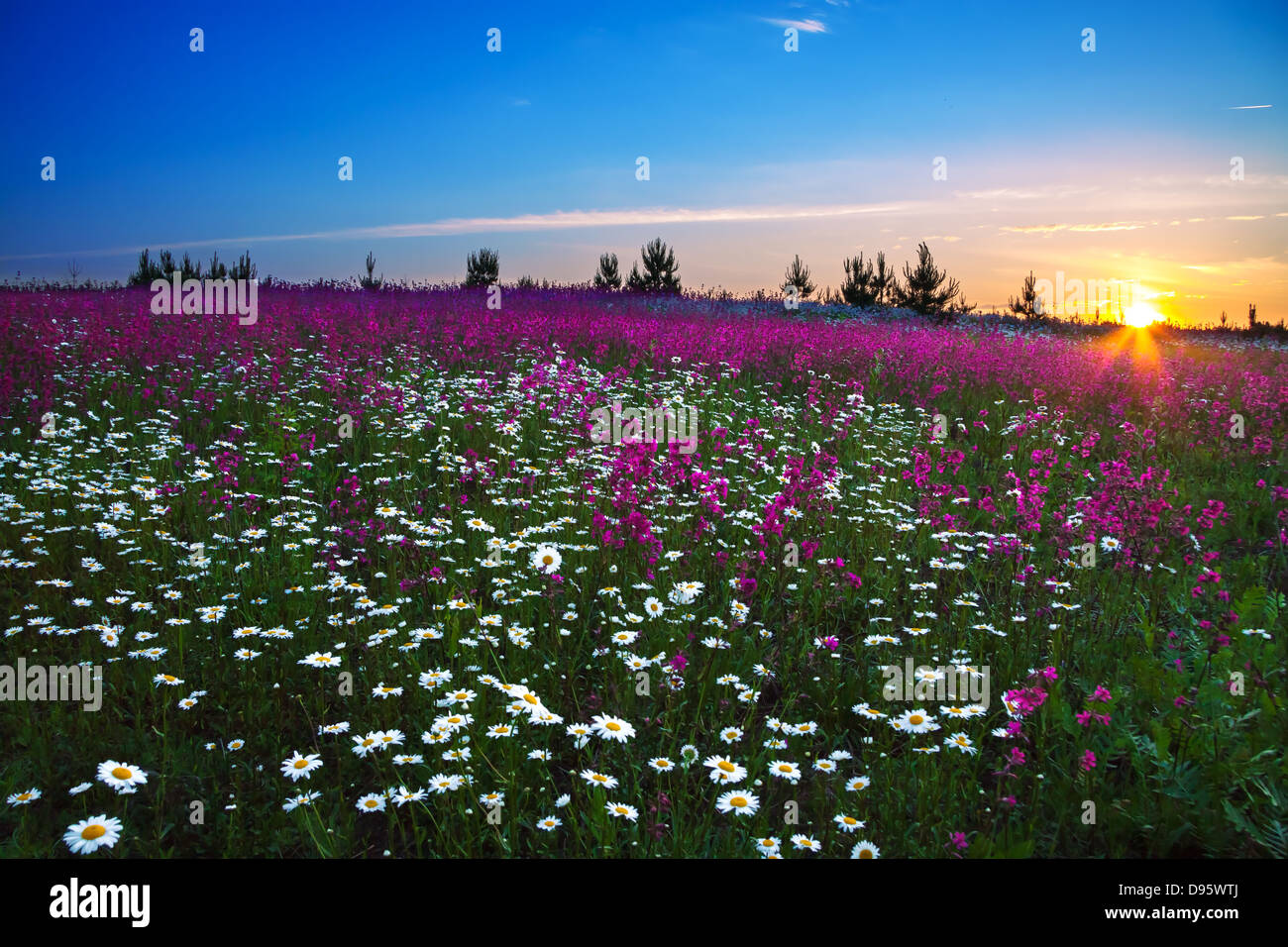 Sunrise flower field hi-res stock photography and images - Alamy