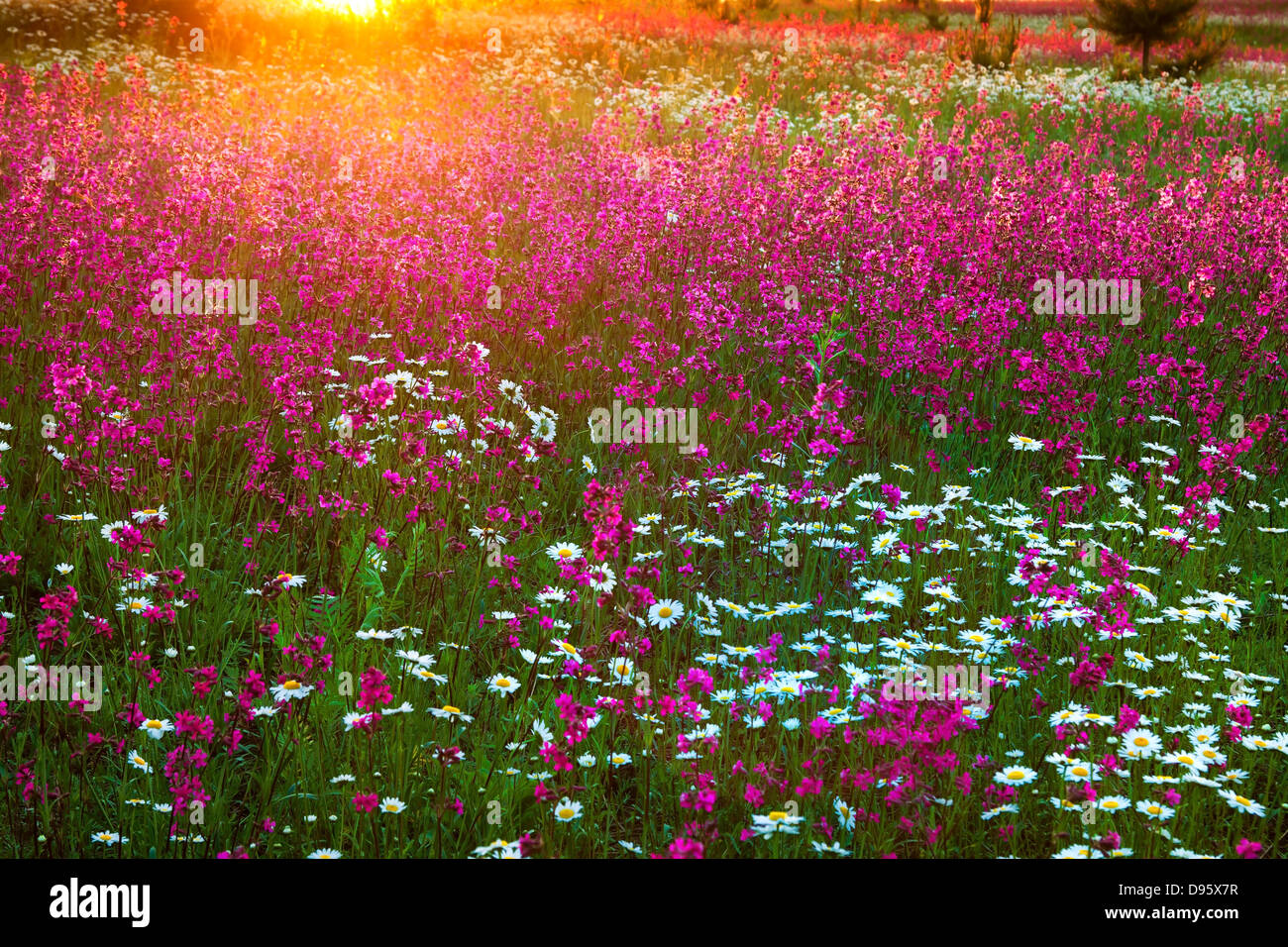 blossoming meadow in sun beams Stock Photo - Alamy