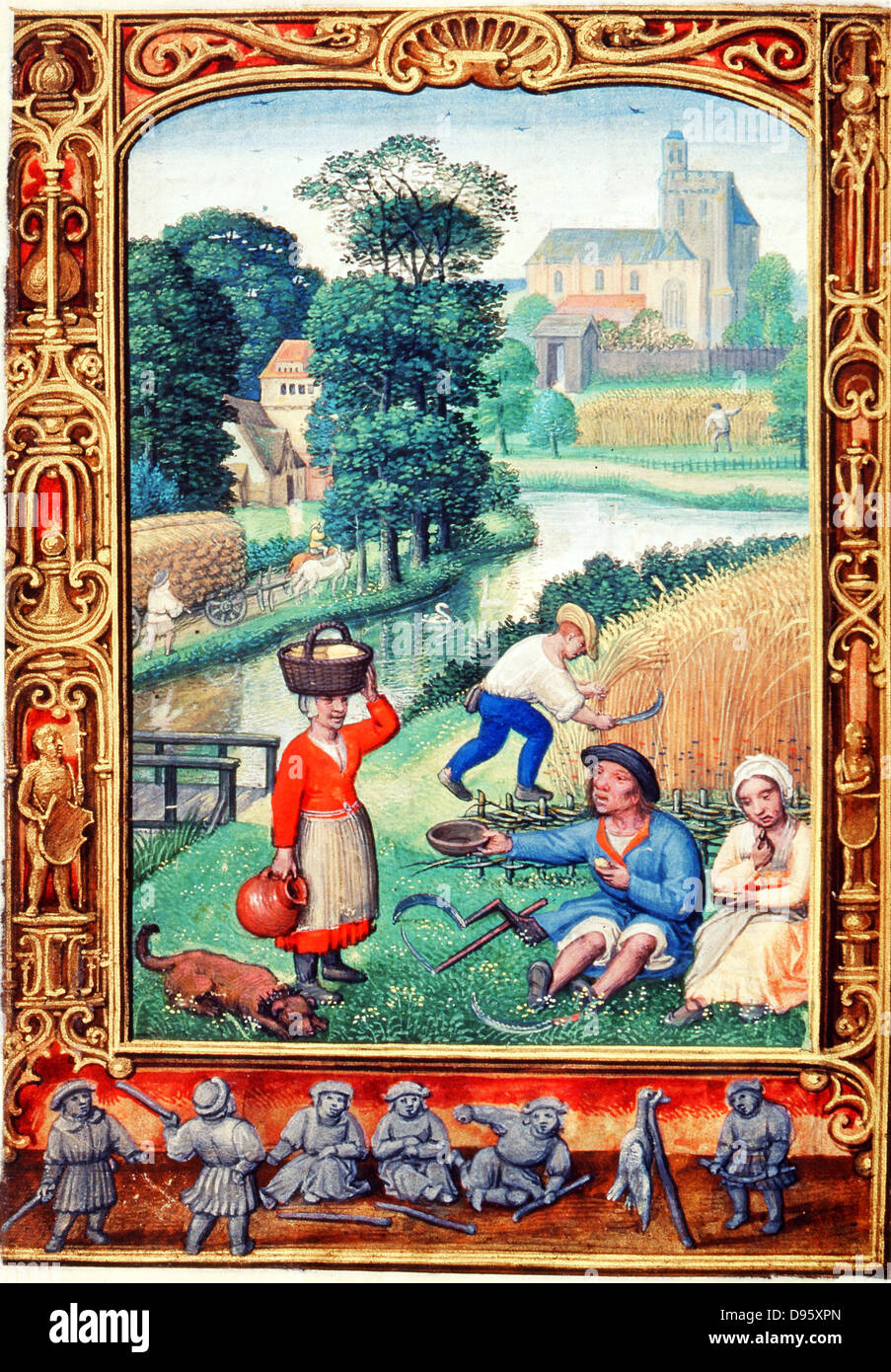 Early 16th century life. August: The grain harvest. Reaping with ...