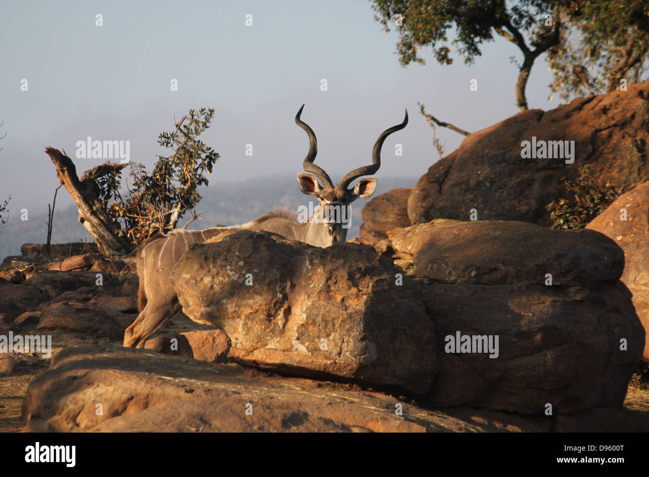 Kude hi-res stock photography and images - Alamy