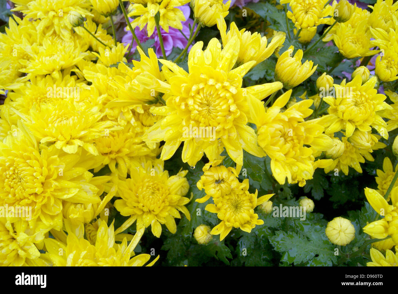 Yellow chrysanthemum, bright and beautiful Stock Photo - Alamy