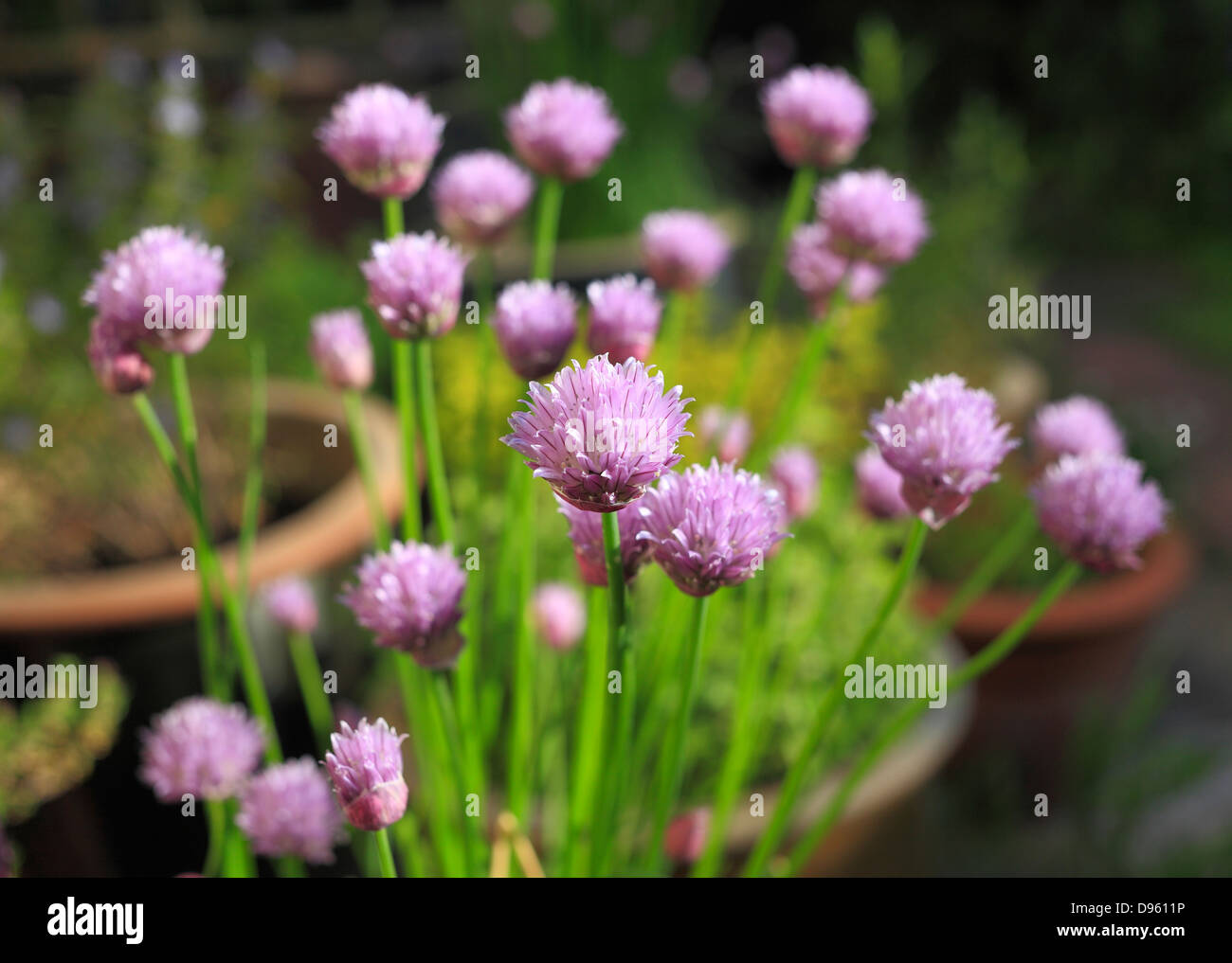 Herbs Pots Patio Stock Photos & Herbs Pots Patio Stock Images - Alamy