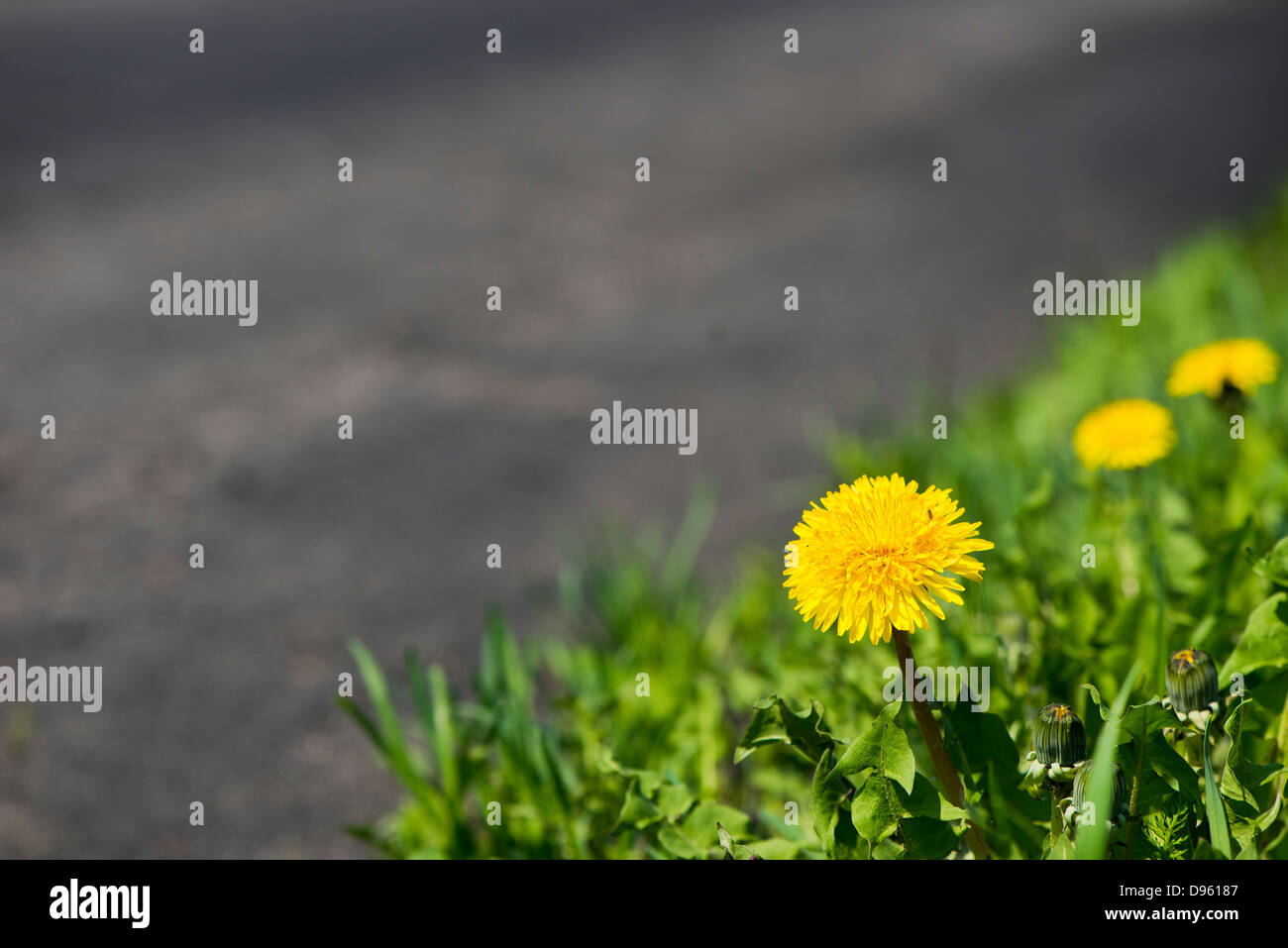 Dandelion flower on the side of the road Stock Photo - Alamy