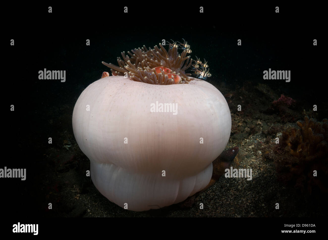 Banggai cardinalfish (Pterapogon kaudemi) join Pink Anemonefish and ...