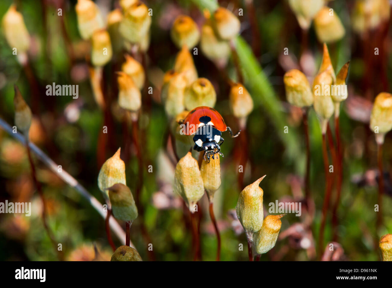 Insect propagation hi-res stock photography and images - Alamy