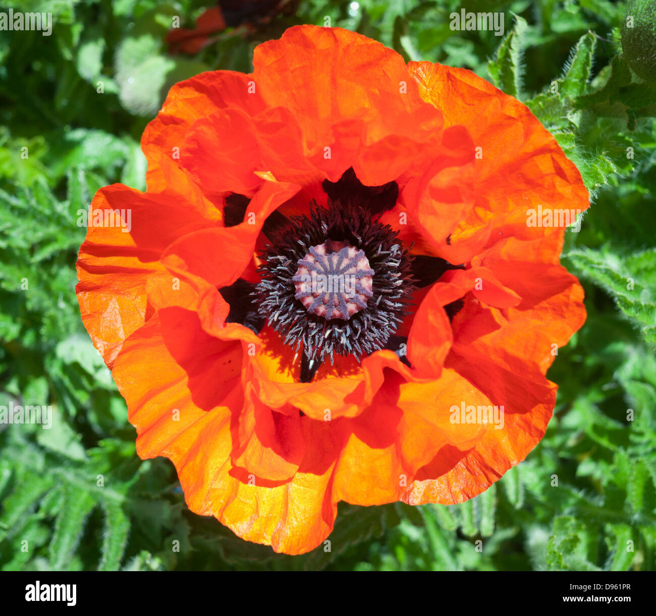 A flowering poppy Stock Photo - Alamy
