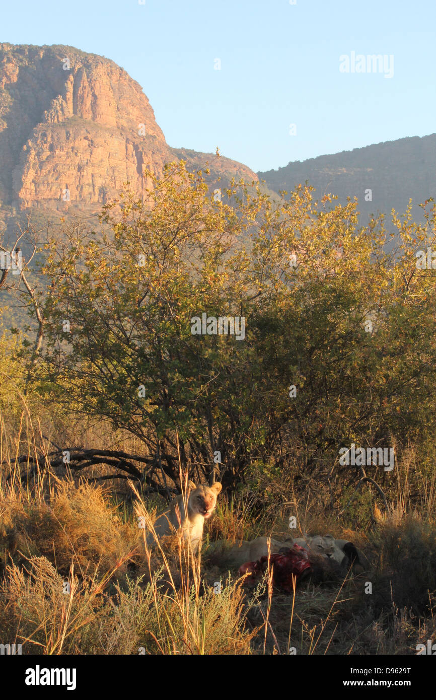 Lioness with view Stock Photo - Alamy