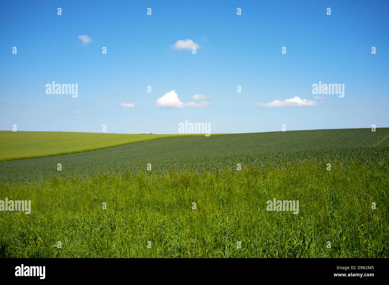 Germany, Schleswig Holstein, View of grassland Stock Photo - Alamy