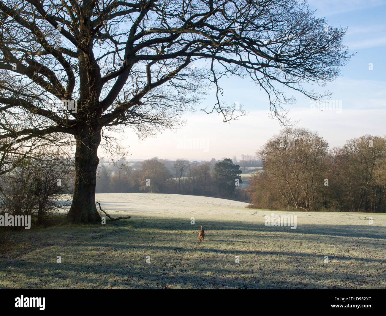 Woods and copses hi-res stock photography and images - Alamy