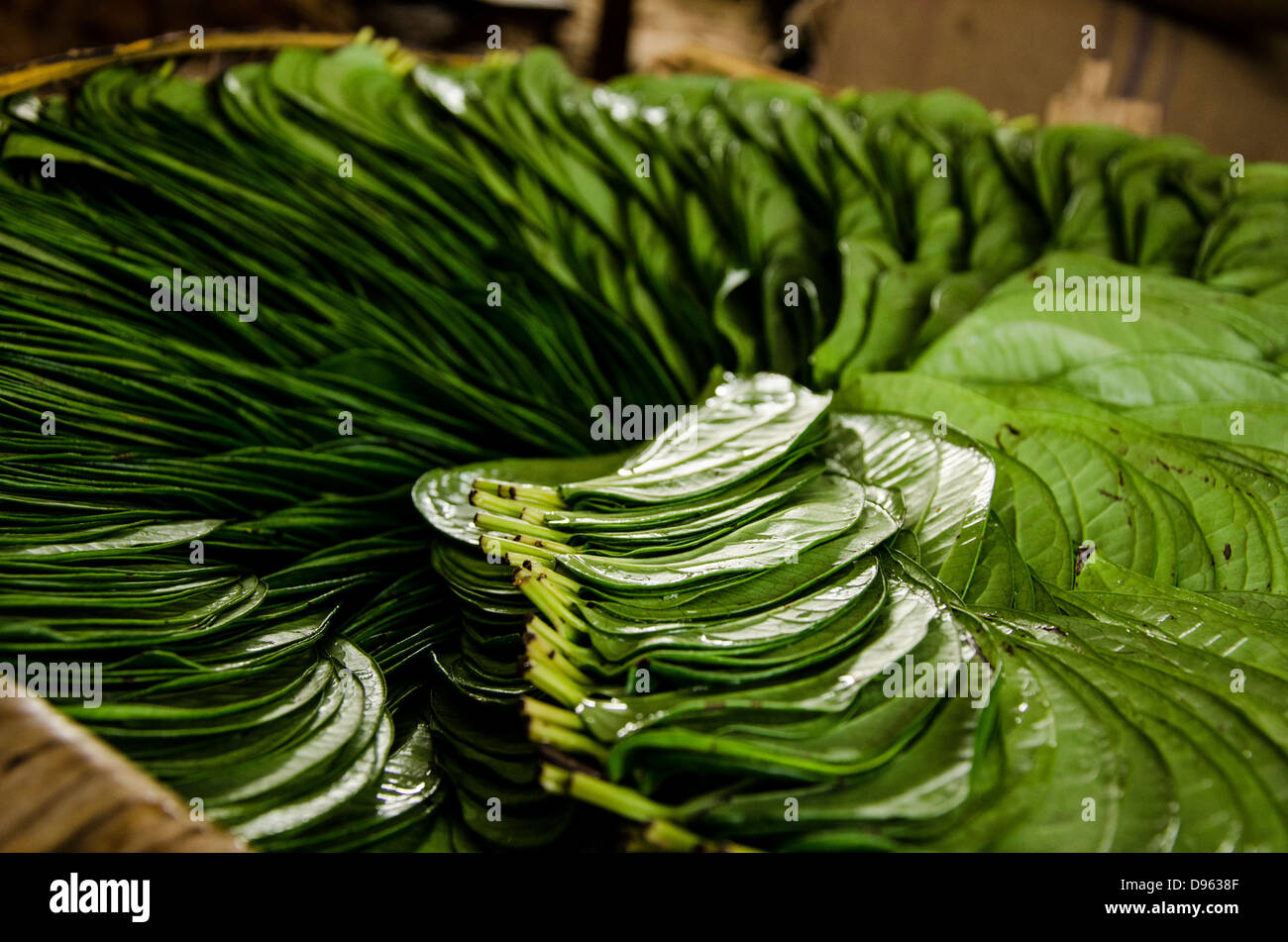 Indian betel leaf hi-res stock photography and images - Alamy