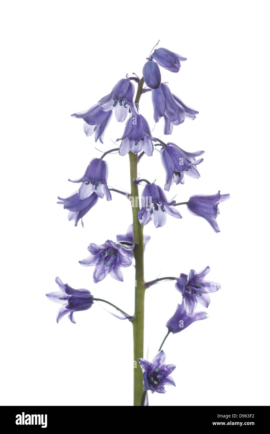 Single bluebell head set against pure white background Stock Photo - Alamy