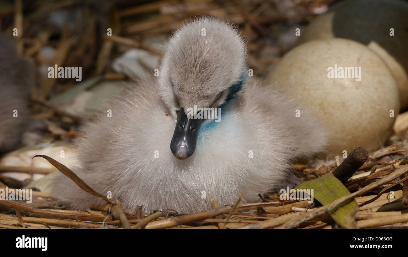 Cygnet egg hi-res stock photography and images - Alamy