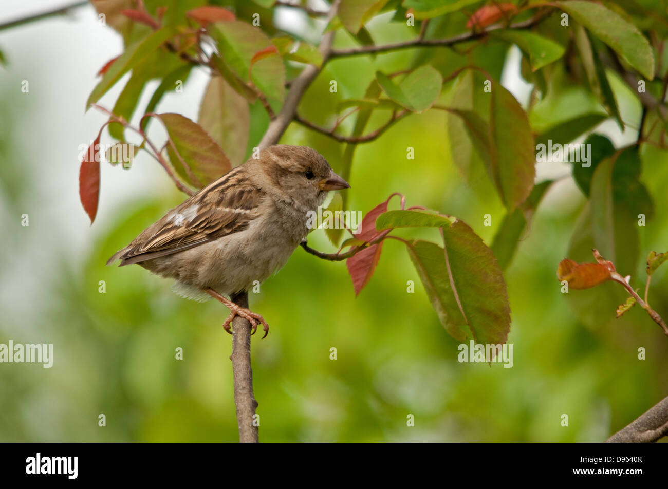 Juvenile house sparrow hi-res stock photography and images - Alamy