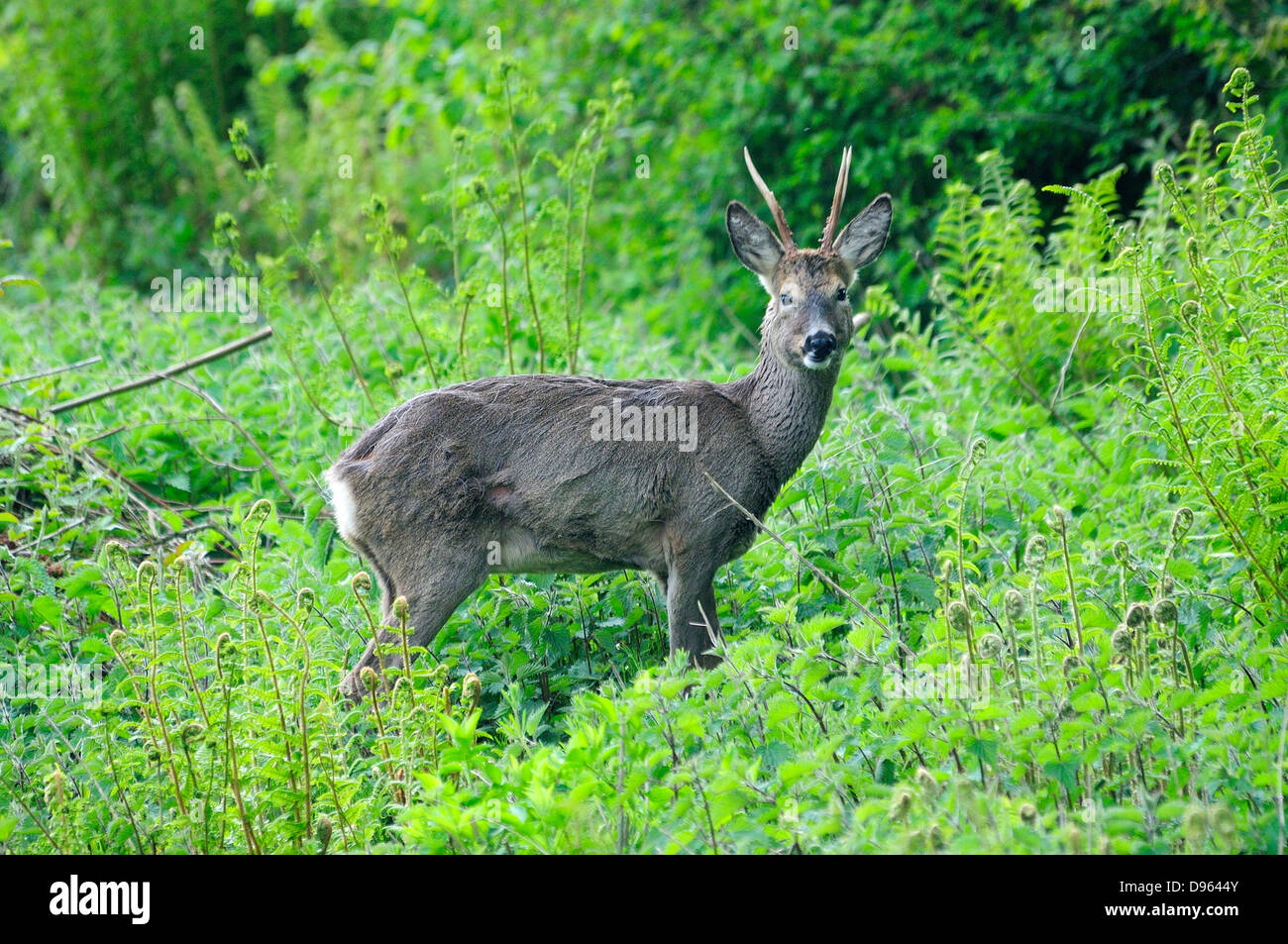 A roe buck in the undergrowth Stock Photo - Alamy
