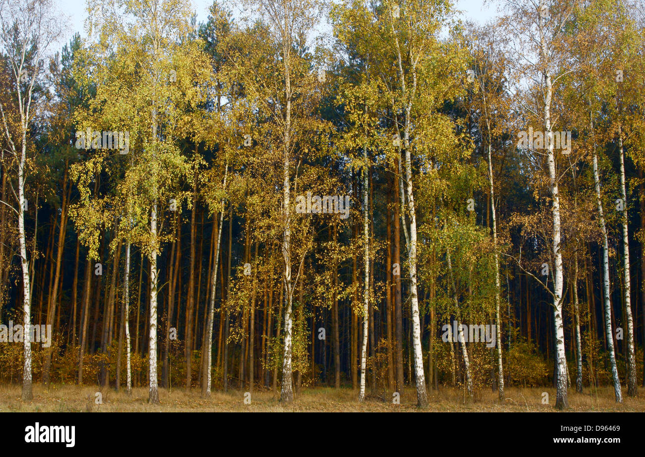 leafs in the fall, Poland Stock Photo - Alamy
