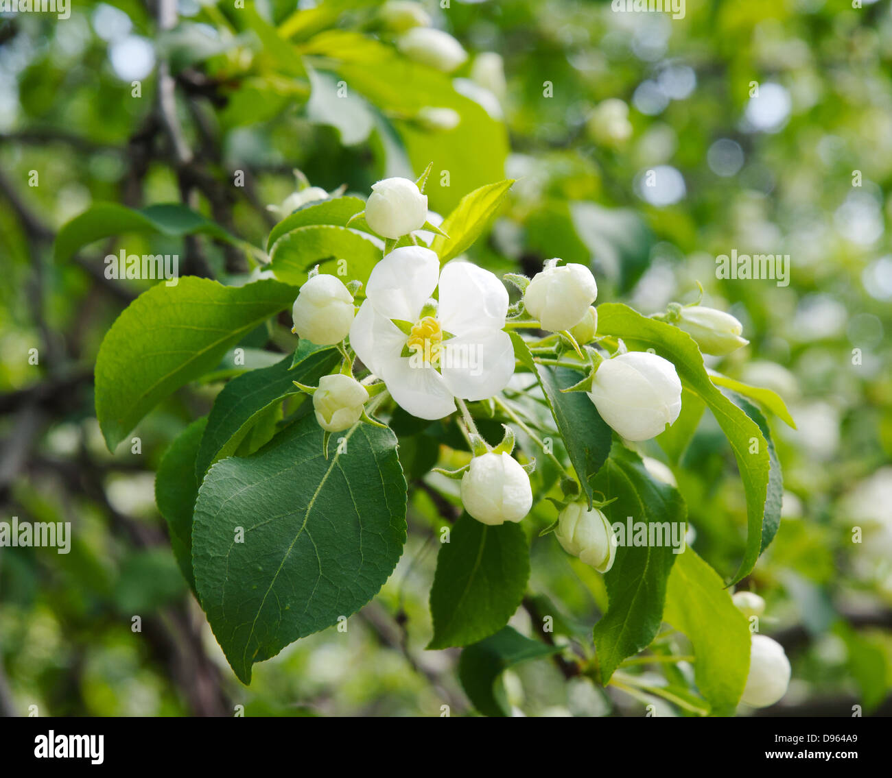 Apple tree in bloom in spring Stock Photo - Alamy