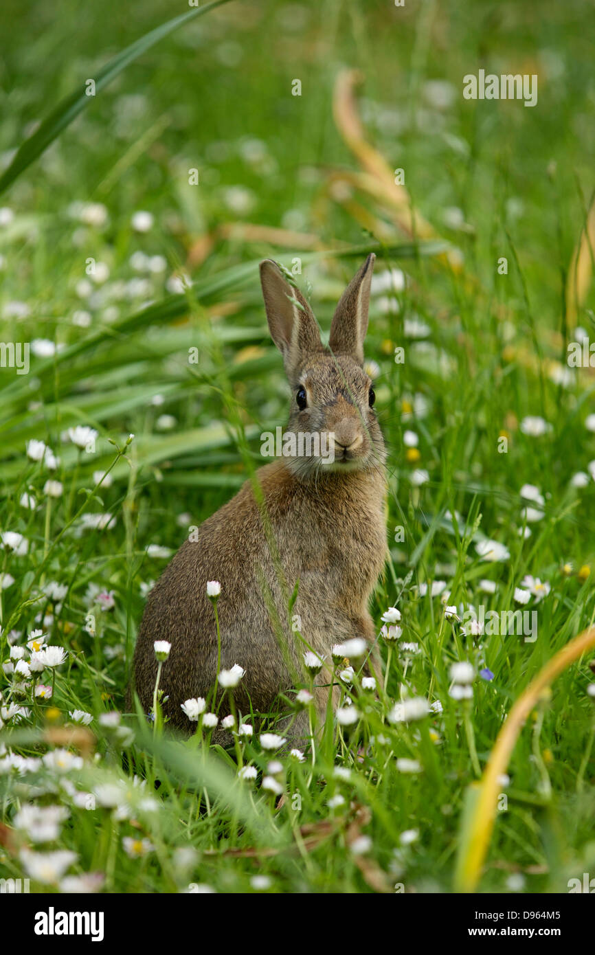 A young rabbit (kit) in a grassy meadow in Bushy Park, Teddington Stock ...