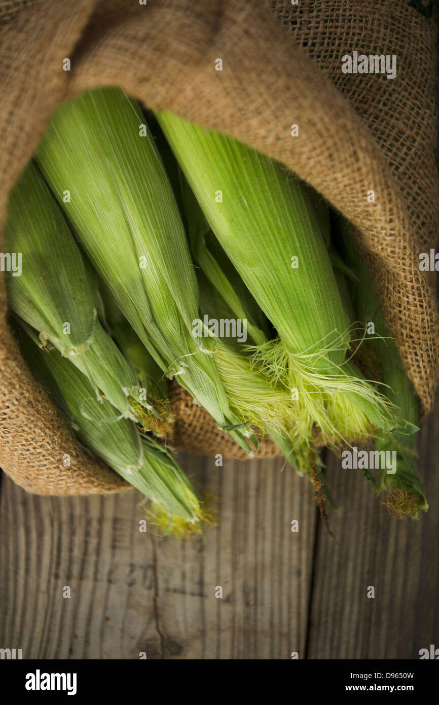 Fresh corn in burlap sack, natural light Stock Photo - Alamy