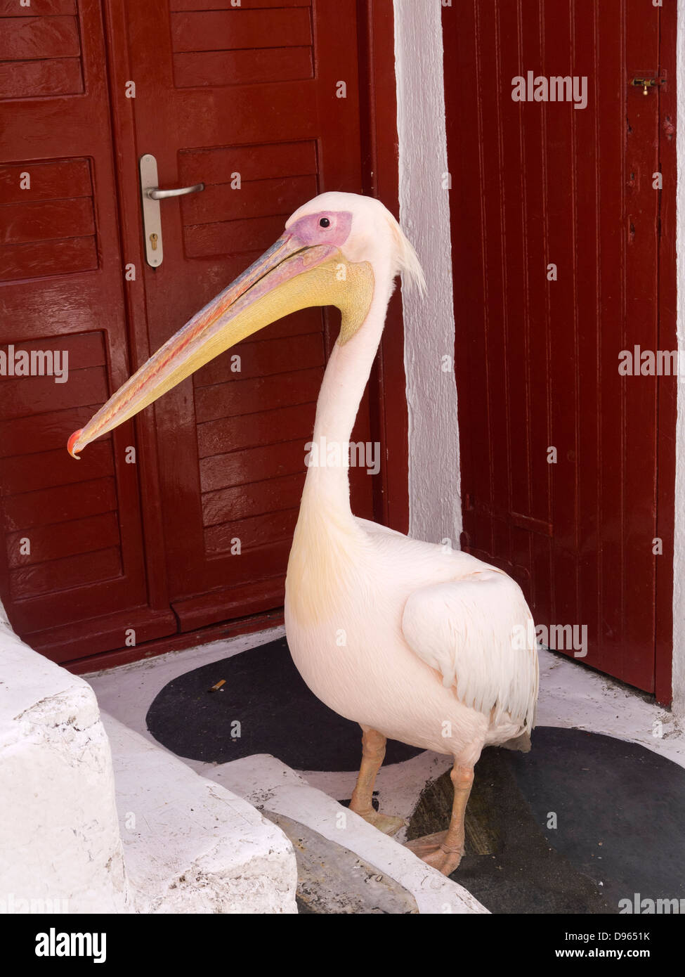 Pelican in Chora the Main Town on the island of Mykonos Greece Stock ...