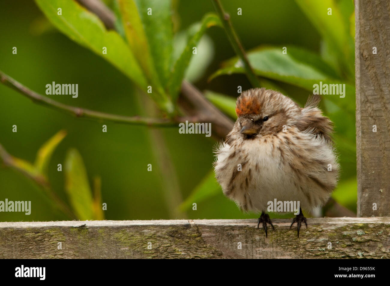 Juvenile Redpoll on trellis Stock Photo - Alamy