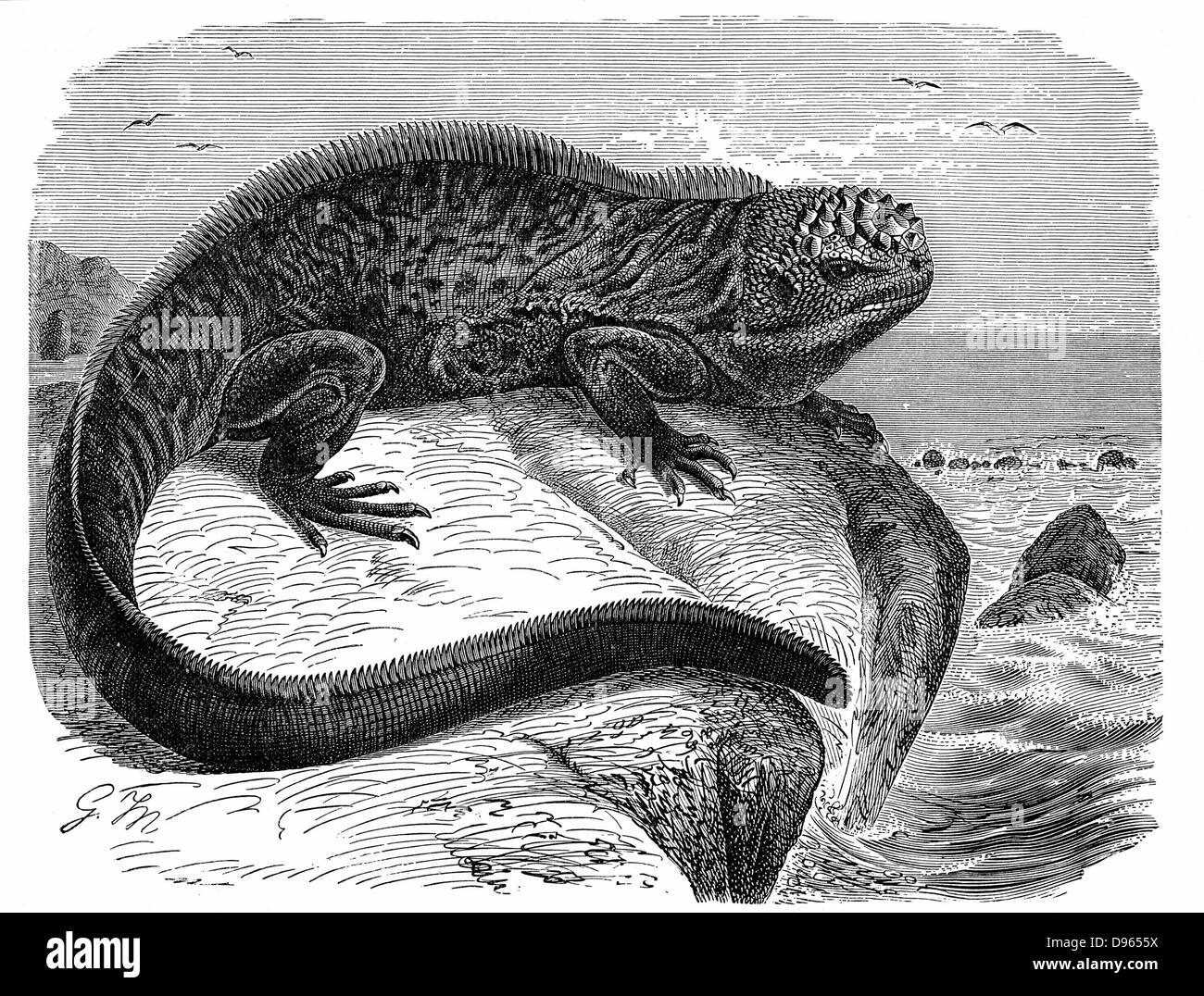 Iguana, the great herbivorous sea lizard of the Galapagos Islands ...