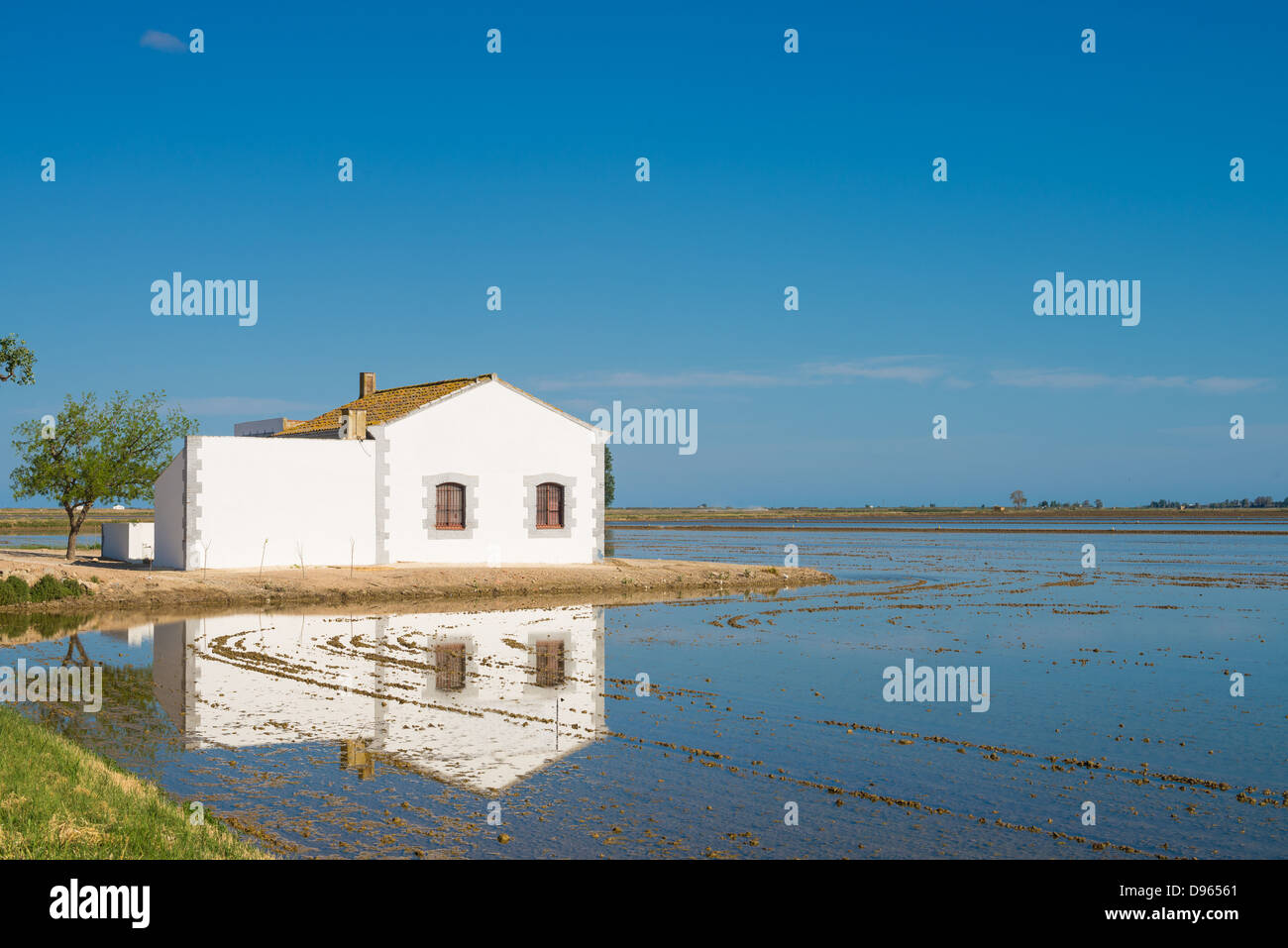 Ebro delta landscape, with its sundrenched rice paddies Stock Photo - Alamy
